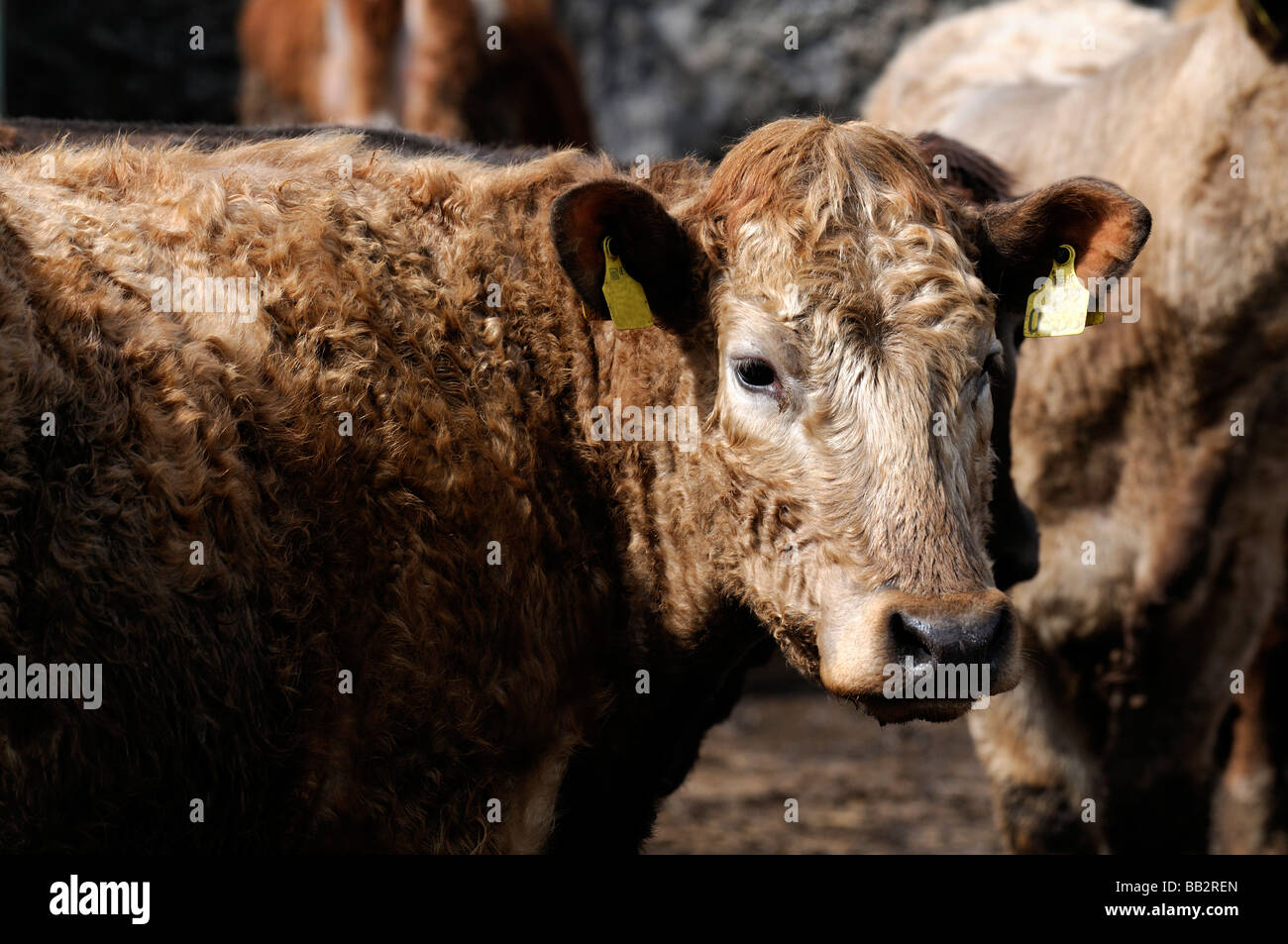 hereford bullock cows indoors winter cattle shed feedlot Stock Photo ...