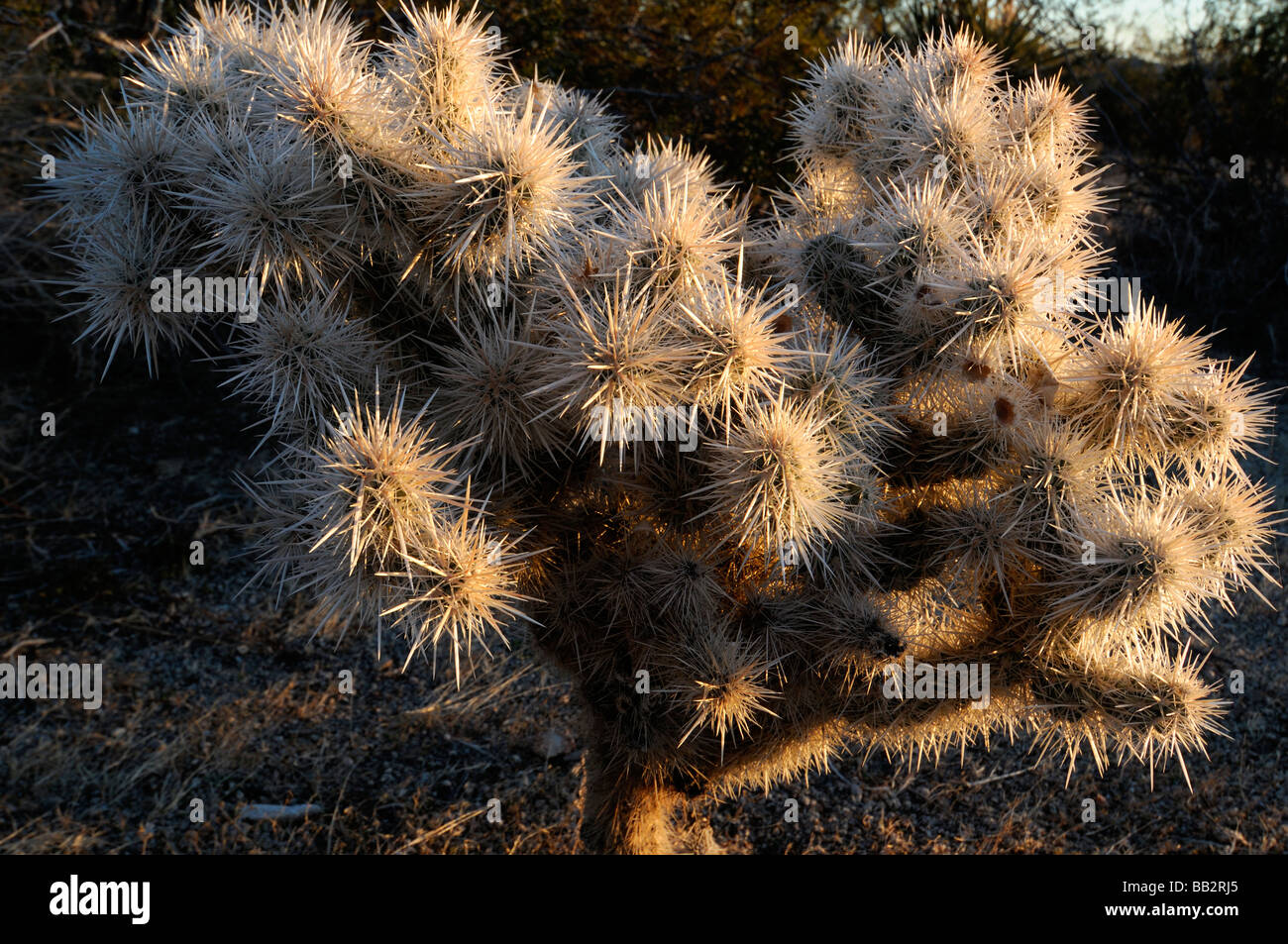 Cholla cactus Opuntia bigelovii Jumping Teddy Bear Garden Joshua Tree ...