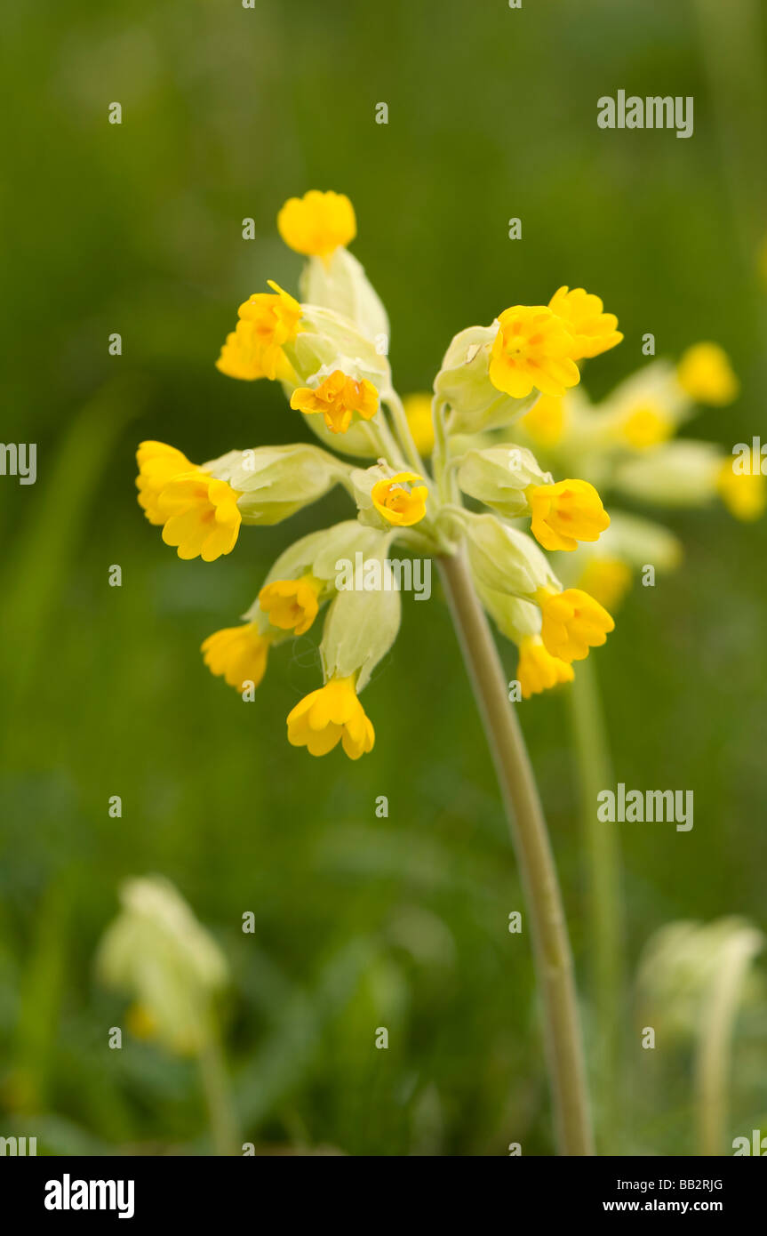 Yellow and orange cowslips hi-res stock photography and images - Alamy