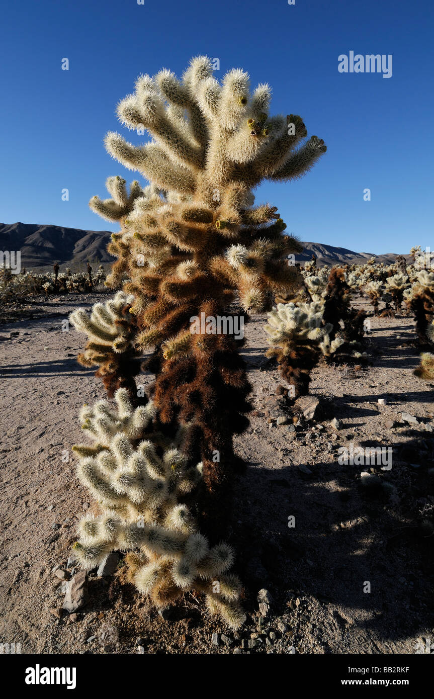 Cholla cactus Opuntia bigelovii Jumping Teddy Bear Cholla Cactus Garden ...