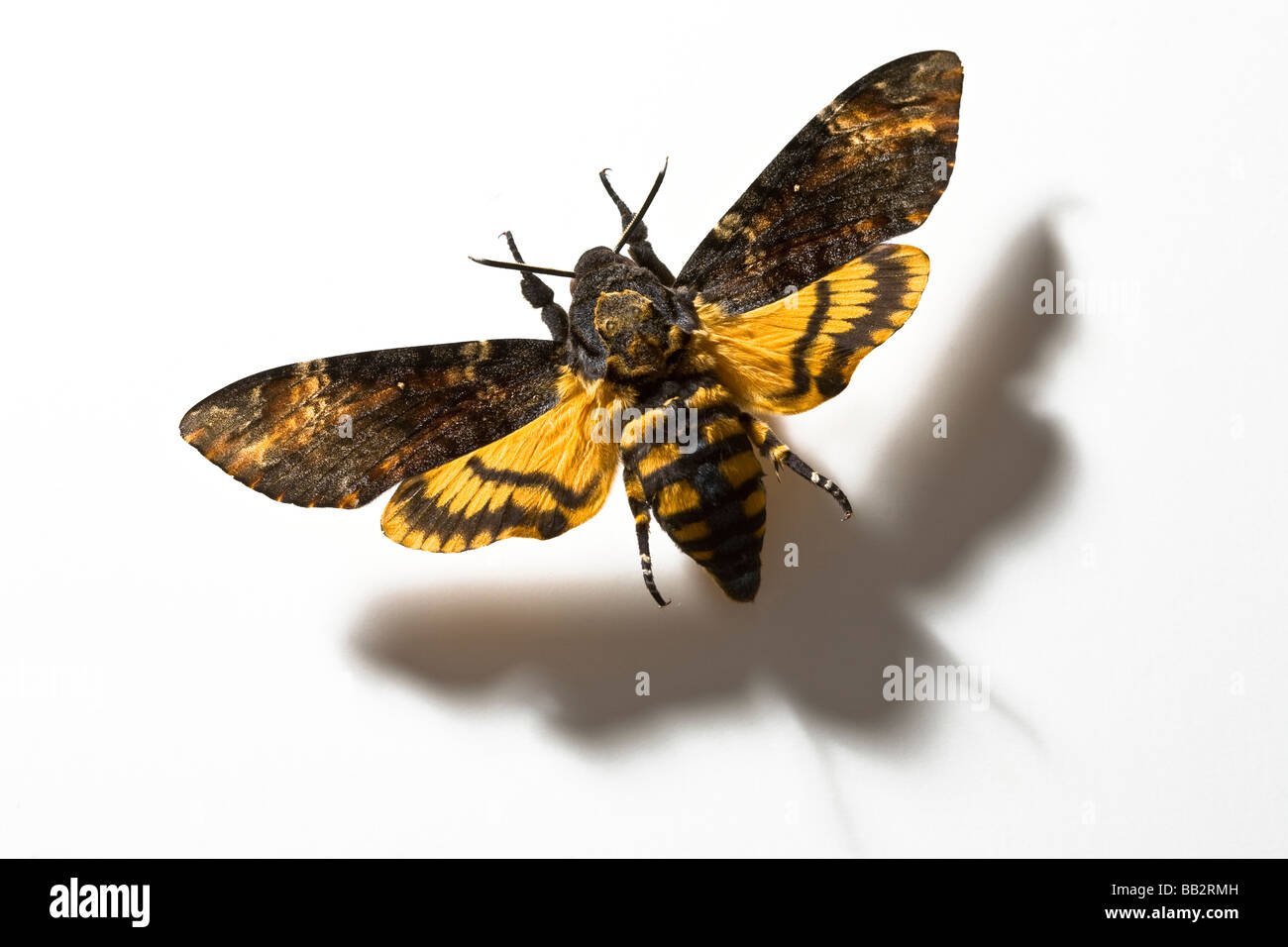 DEATH'S HEAD HAWKMOTH (Acherontia atropos)DEATHS HEAD Stock Photo - Alamy