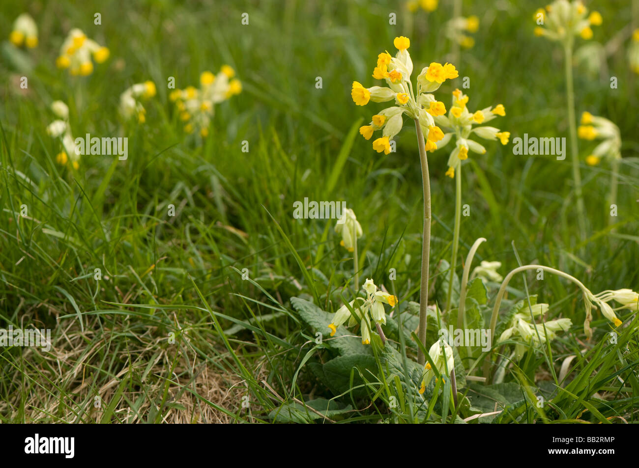 Yellow and orange cowslips hi-res stock photography and images - Alamy
