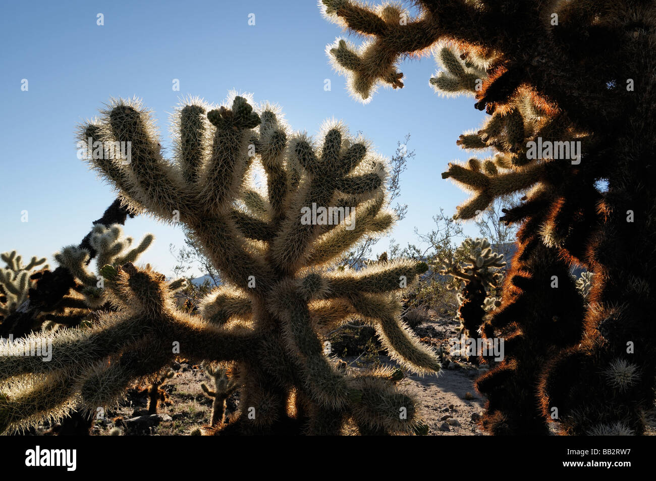 Cholla cactus Opuntia bigelovii Jumping Teddy Bear Cholla Cactus Garden ...