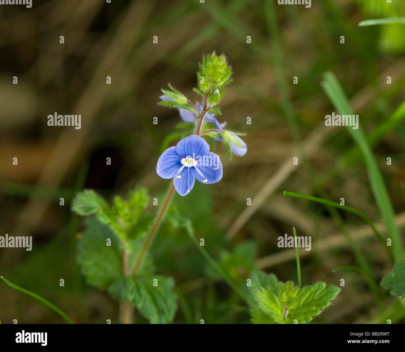 Germander Speedwell, Veronica chamaedrys growing wild alongside the ...