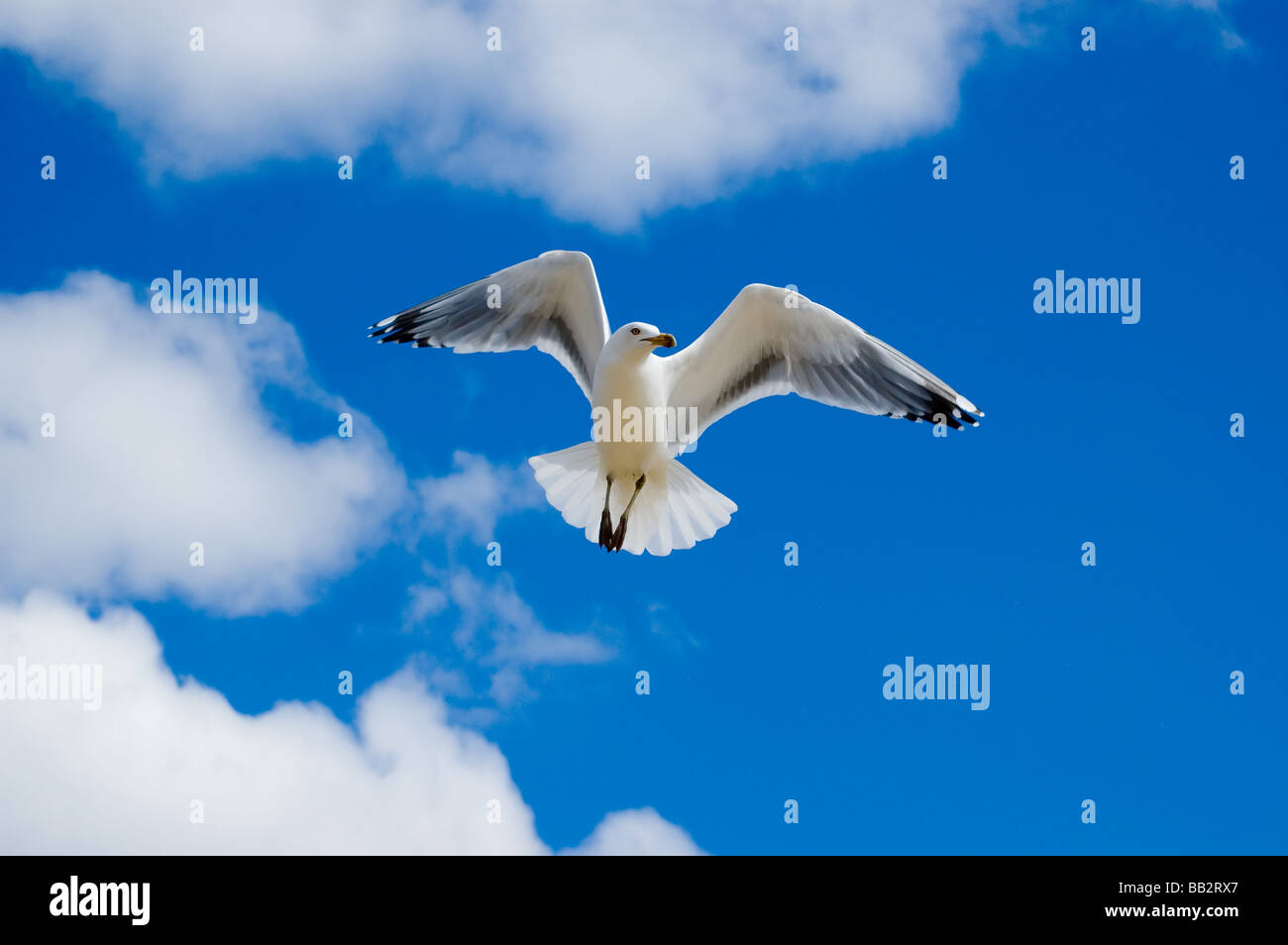 A flying Sea Gull Stock Photo - Alamy