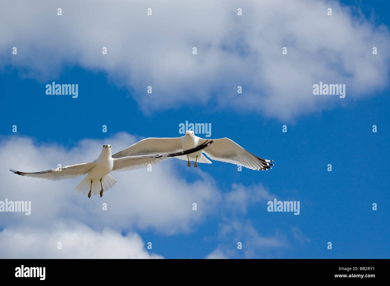 A pair of flying Sea Gulls Stock Photo - Alamy