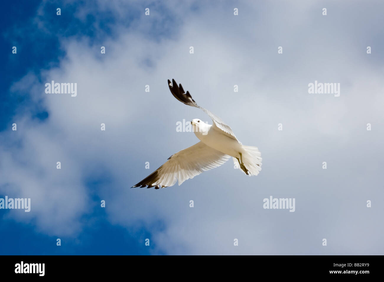 A flying Sea Gull Stock Photo - Alamy