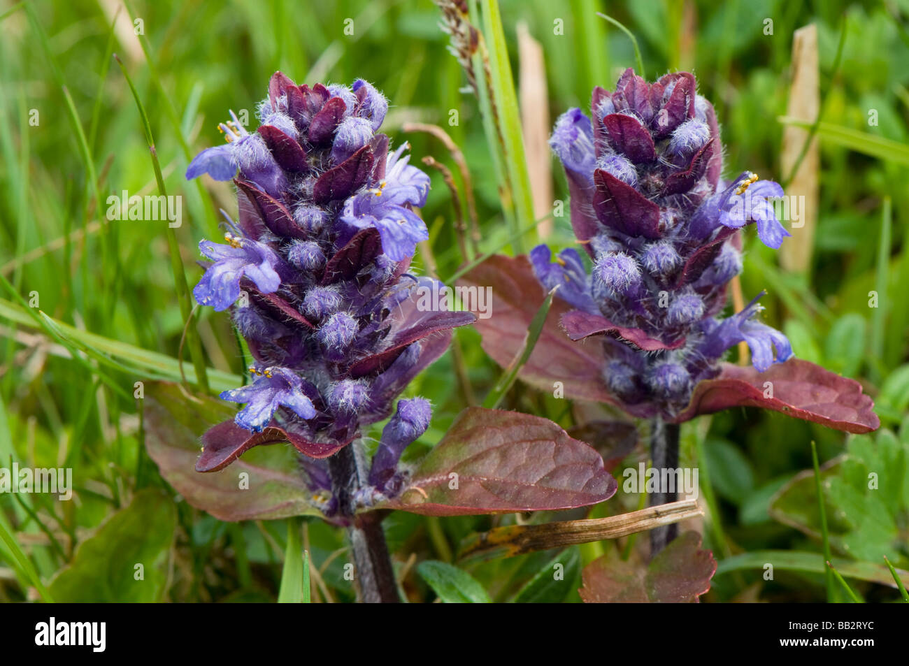 Bugle flowers hi-res stock photography and images - Alamy