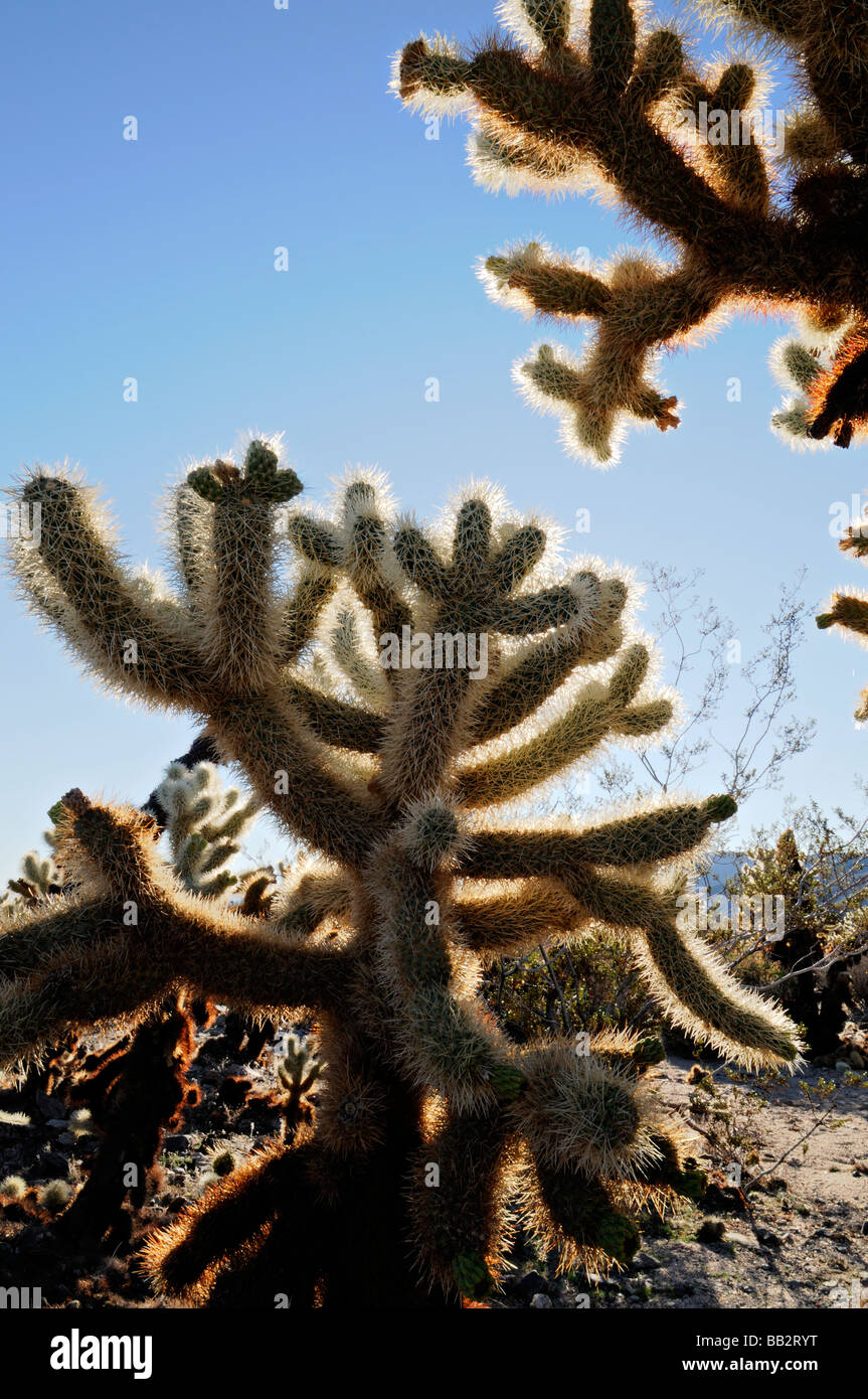 Opuntia Bigelovii High Resolution Stock Photography and Images - Alamy