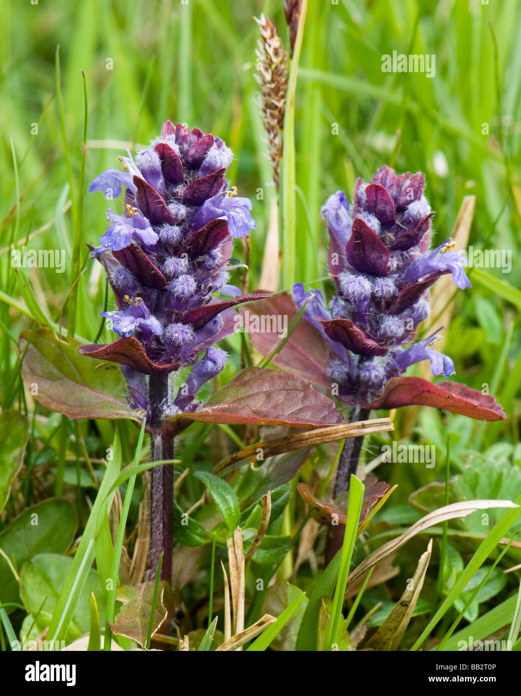 Bugle, Ajuga reptans Stock Photo - Alamy