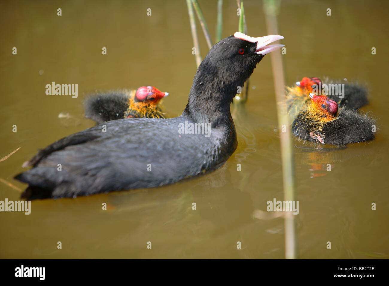 Eurasian coot Fulica atra, black water bird with young chicks Stock ...