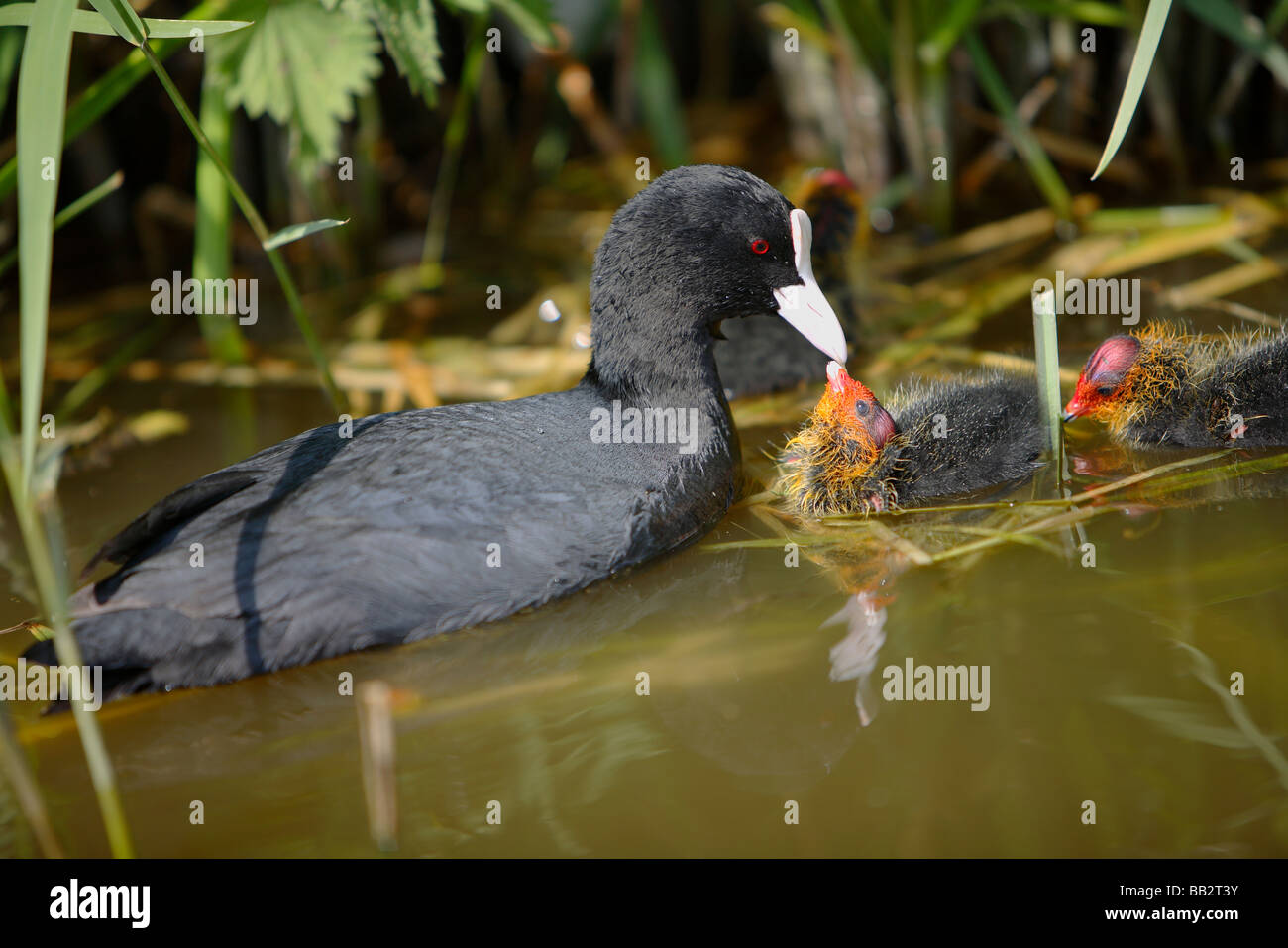 Nokikana hi-res stock photography and images - Alamy