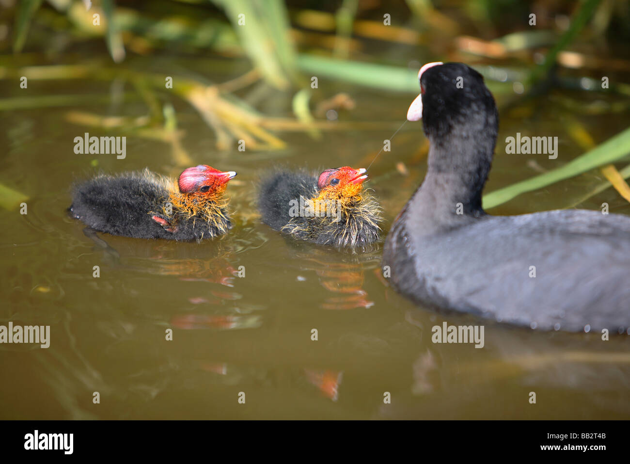 Eurasian coot Fulica atra, black water bird with young chicks Stock ...