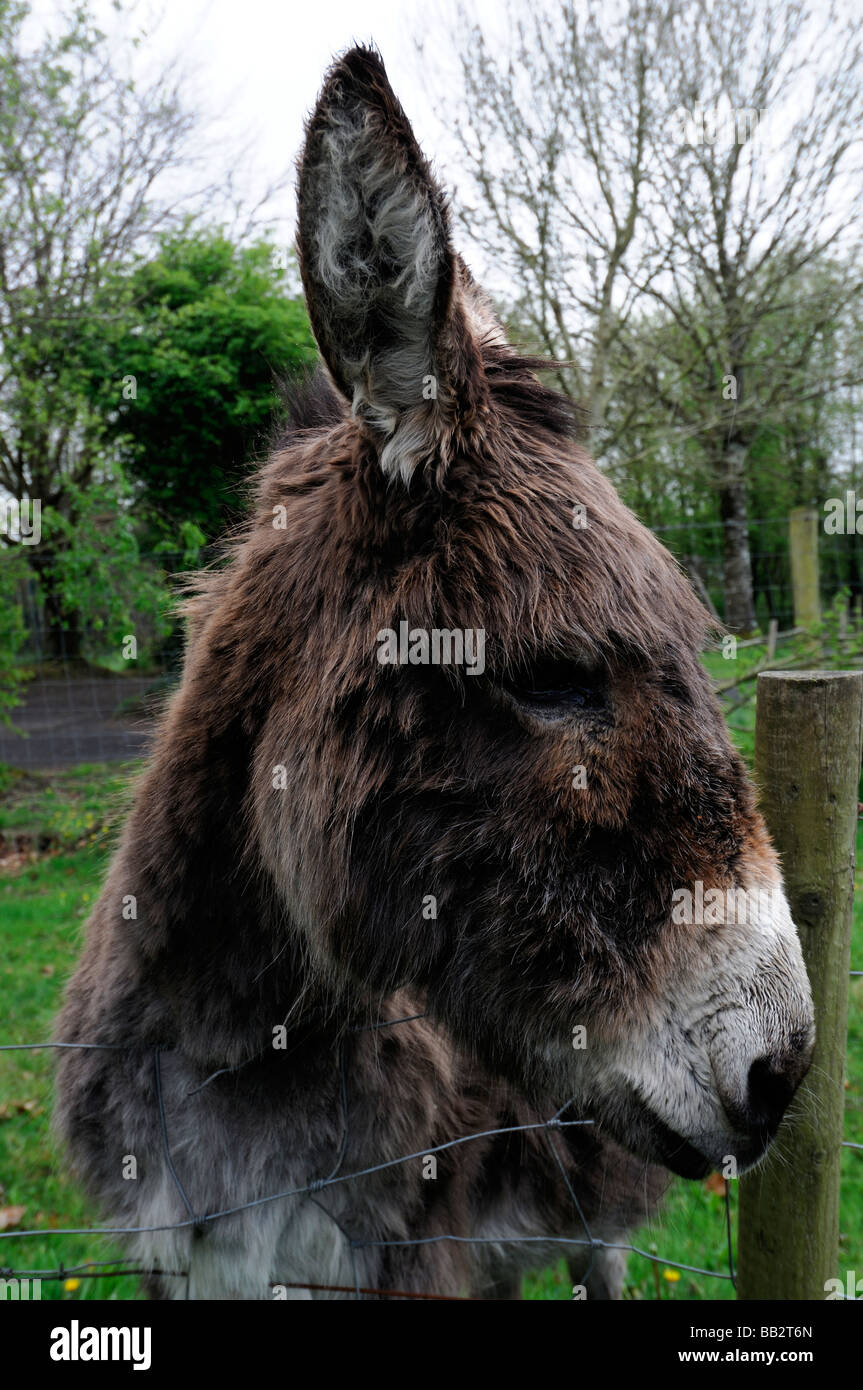 Donkeys head hi-res stock photography and images - Alamy