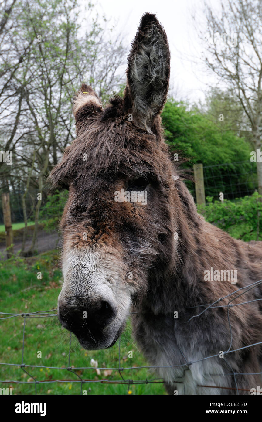Portrait close up of a donkey donkey's head face looking at the camera ...