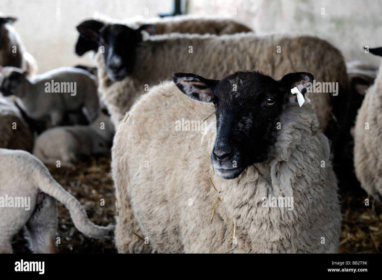 Sheep shed hi-res stock photography and images - Alamy
