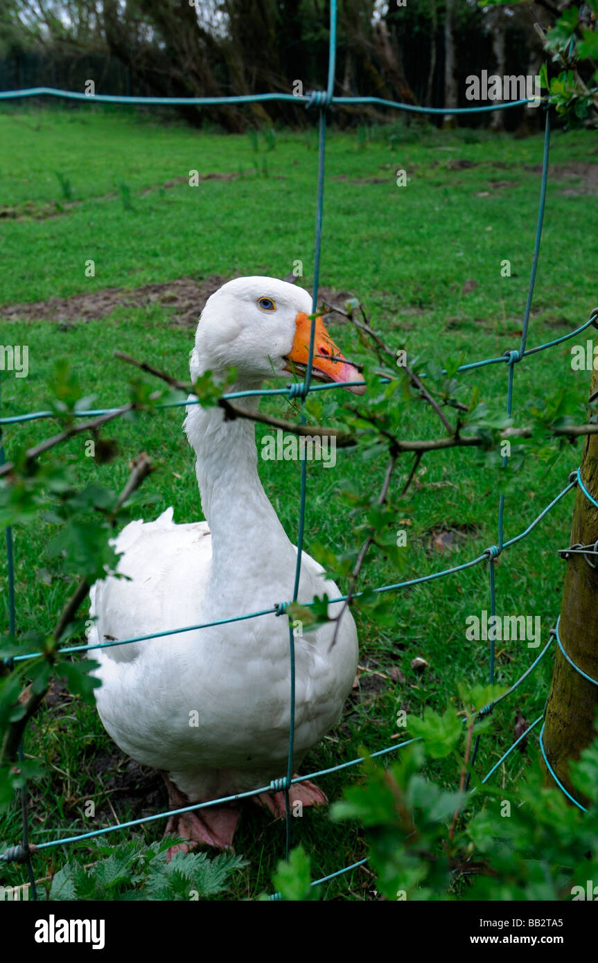 White goose with orange beak behind a wire fence looking straight out ...