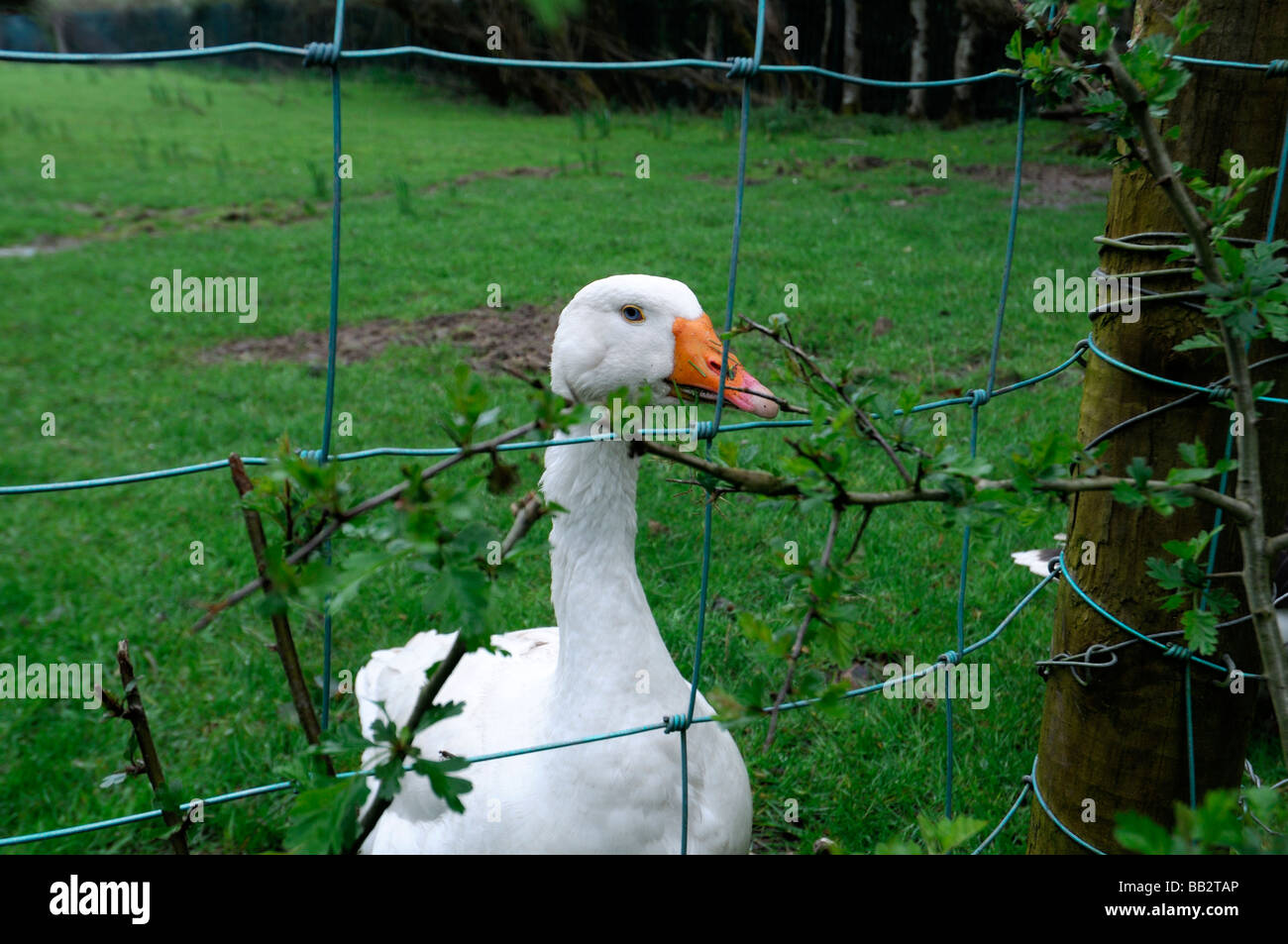 White goose with orange beak behind a wire fence looking straight out ...