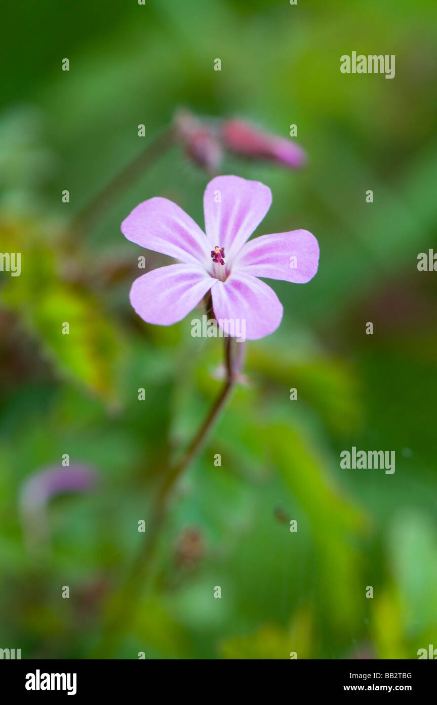 Striped geranium High Resolution Stock Photography and Images - Alamy