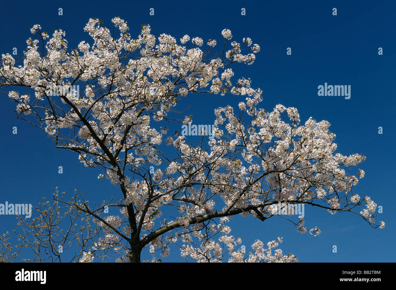 Japanese Cherry Tree branches in full bloom against a blue Spring sky ...