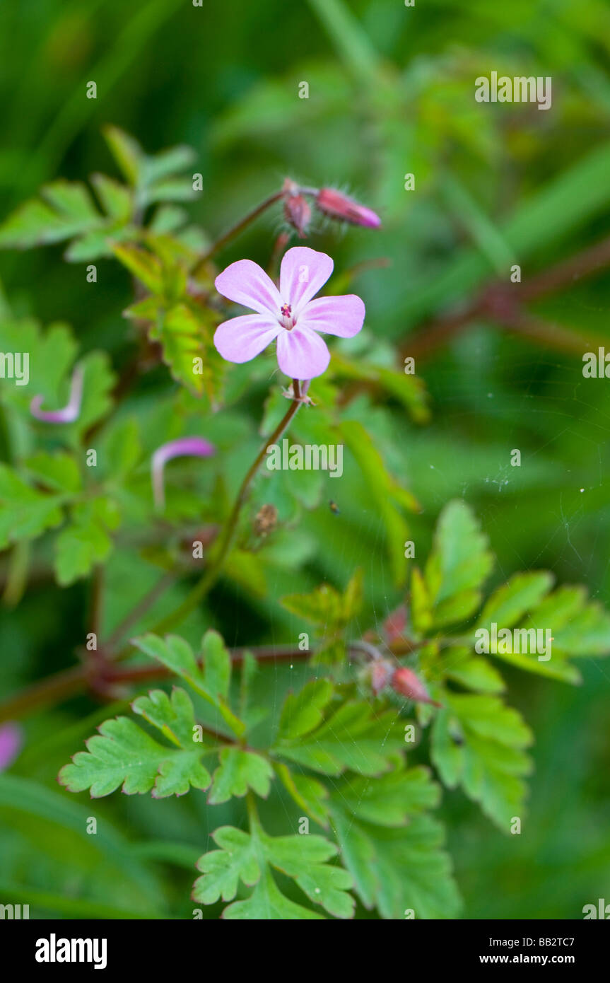 Herb Robert, Geranium robertianum Stock Photo - Alamy