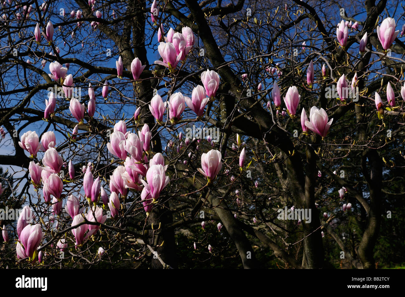 Cluster of flowers on a Saucer Magnolia soulangiana tree against a blue ...