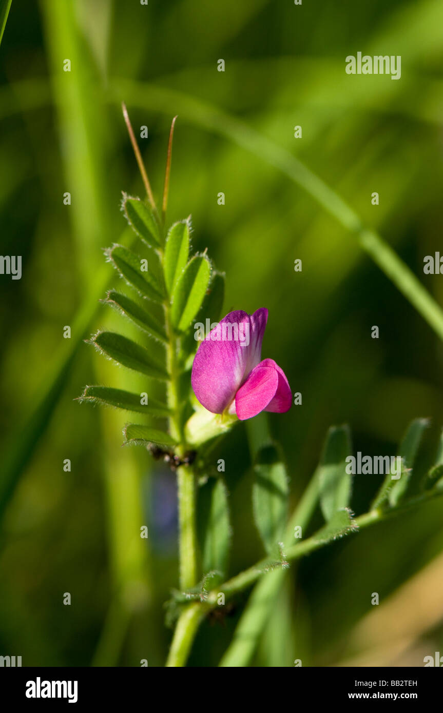 Common Vetch, Vicia sativa Stock Photo - Alamy