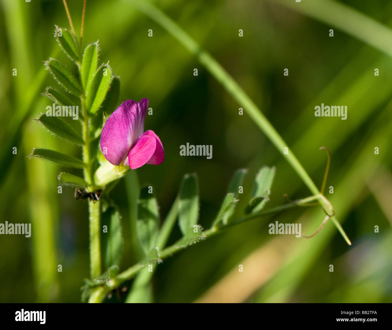 Common vetch uk hi-res stock photography and images - Alamy