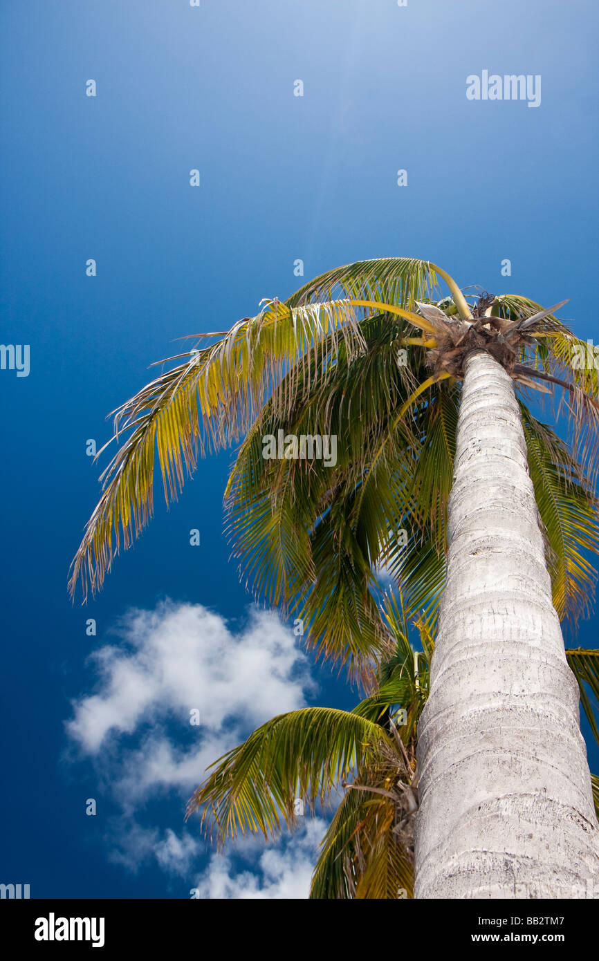 White palm tree trunks hi-res stock photography and images - Alamy
