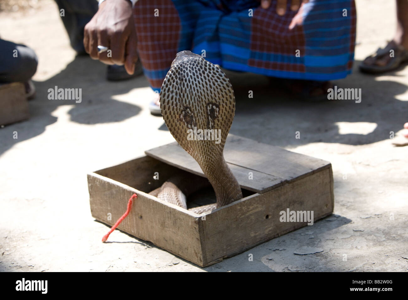 Daily Life in Bangladesh; Portrait of a Cobra Snake with a spread hood ...