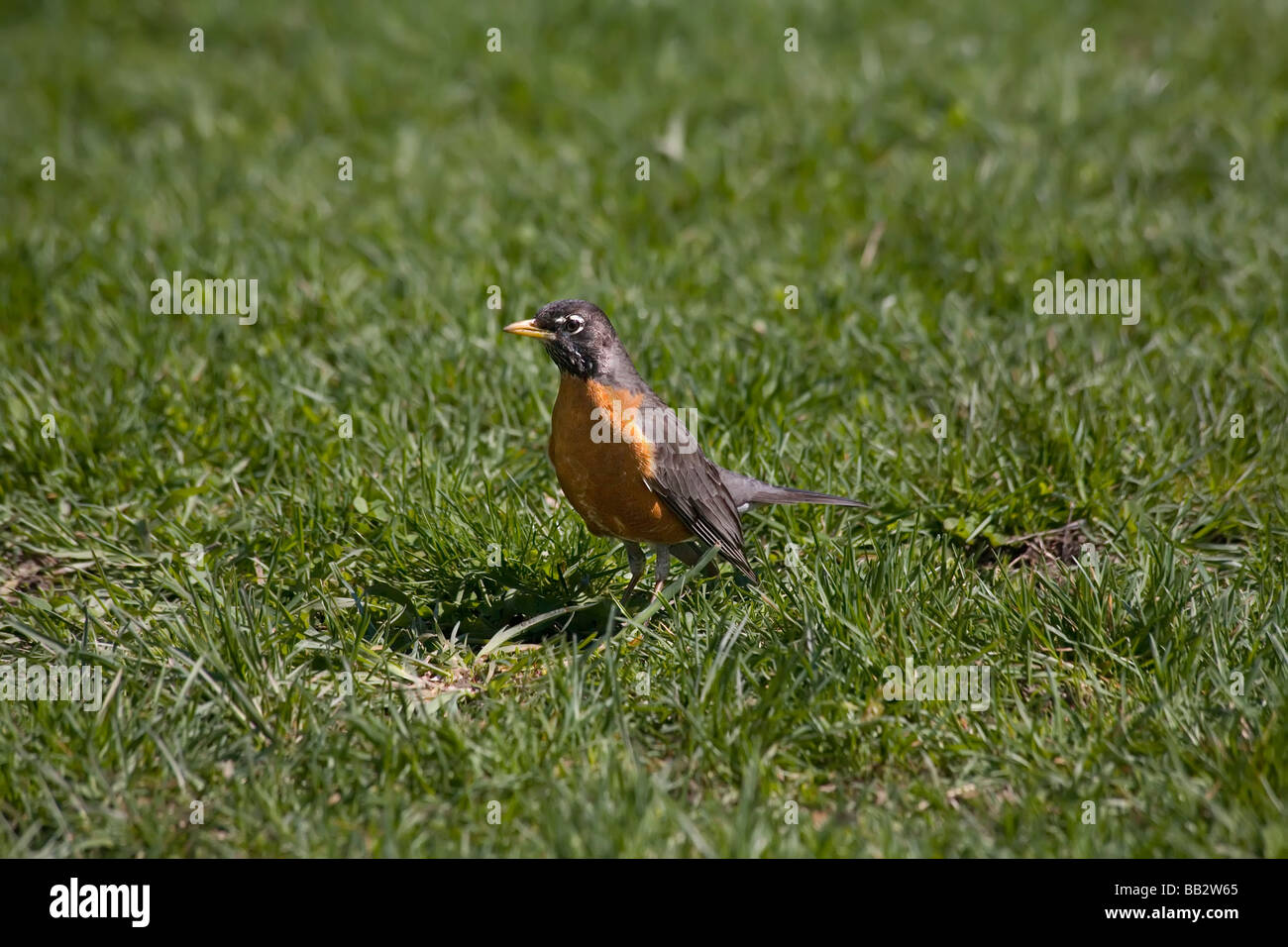 Male robin hi-res stock photography and images - Alamy