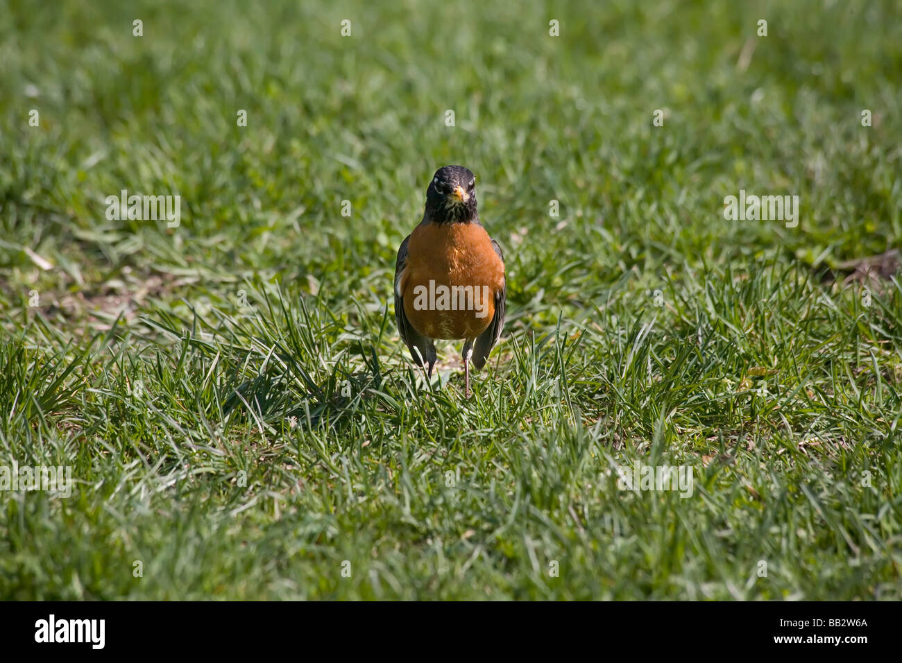 Male robin hi-res stock photography and images - Alamy