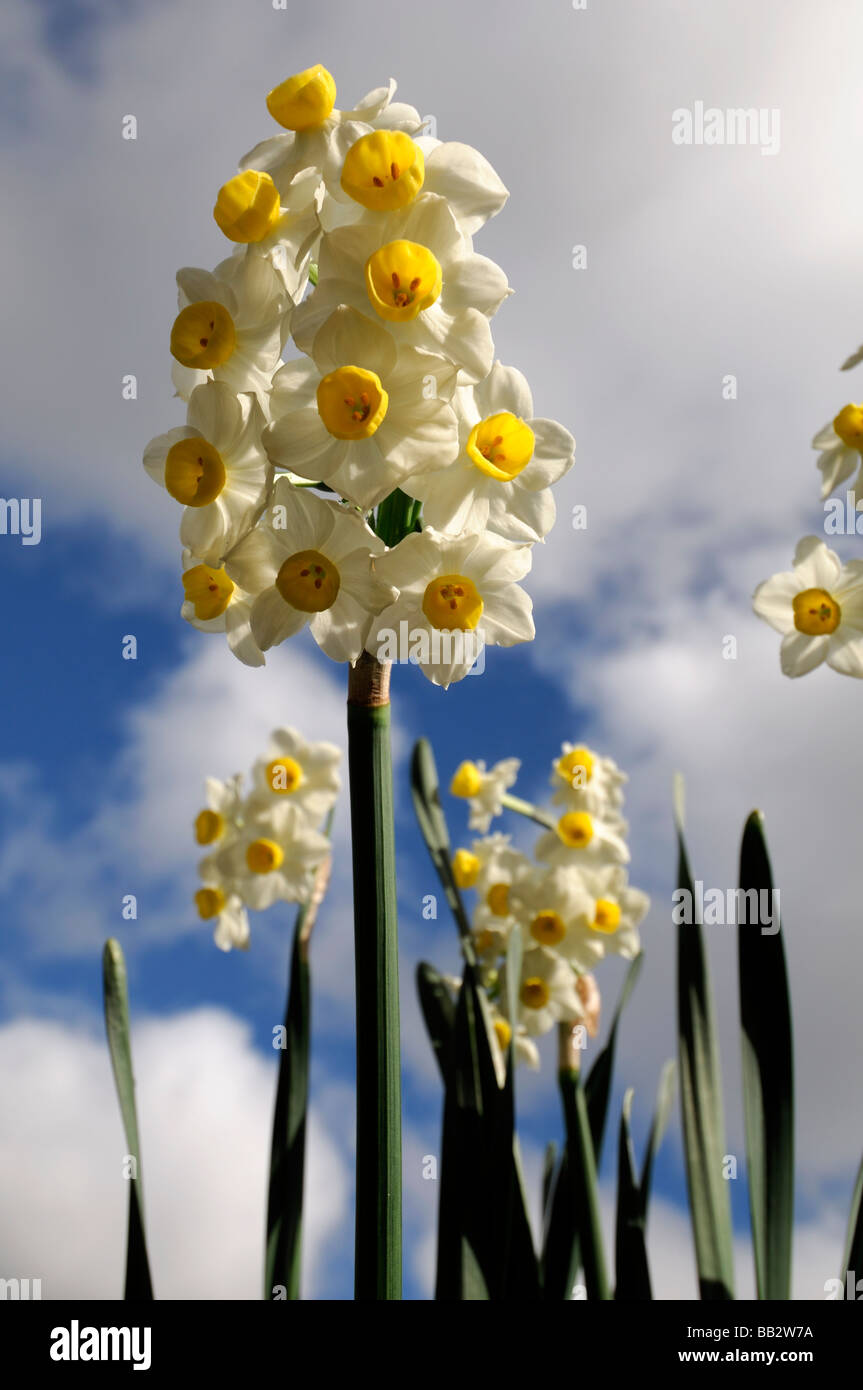 narcissus minnow daffodil white flower perianth with yellow cup ...