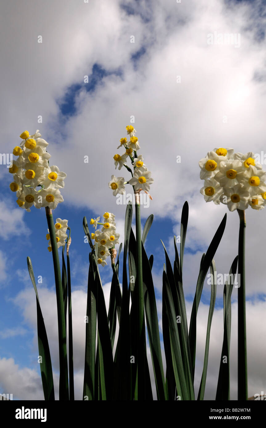 narcissus minnow daffodil white flower perianth with yellow cup ...