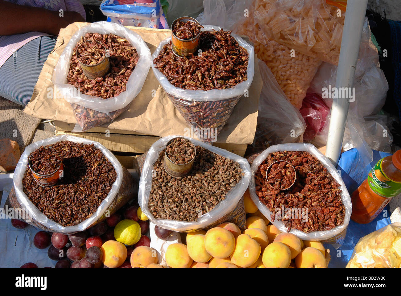 Edible locusts hi-res stock photography and images - Alamy
