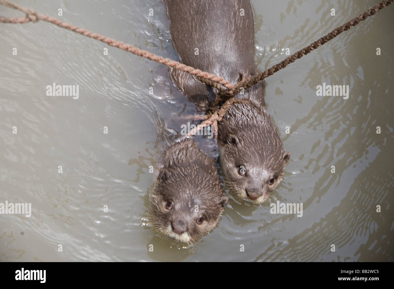 Daily Life in Bangladesh; Working otters, trained to fish in the muddy ...
