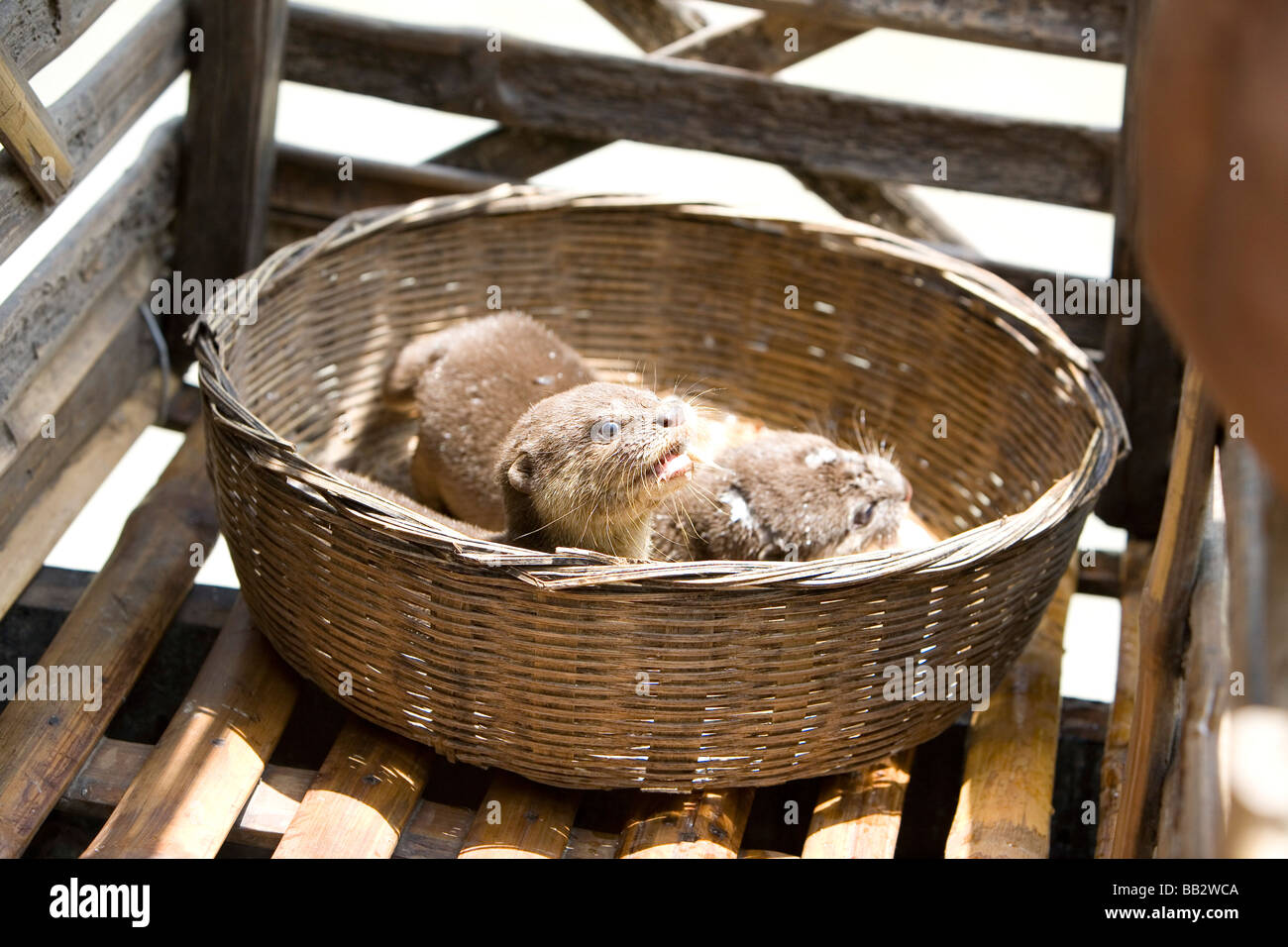 Daily Life in Bangladesh; Trained otters in a basket wait to be ...