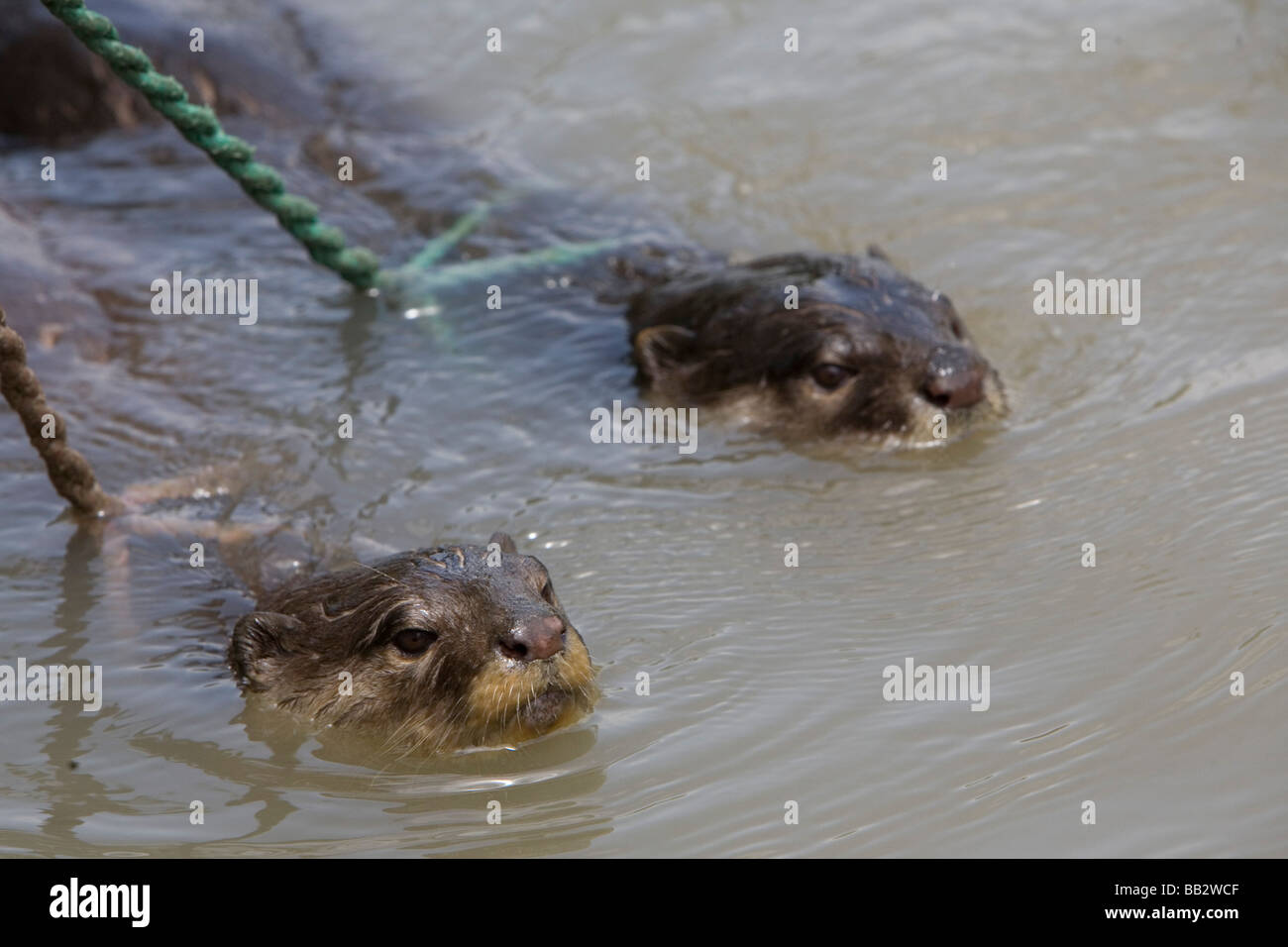 Daily Life in Bangladesh; Working otters, trained to fish in the muddy ...