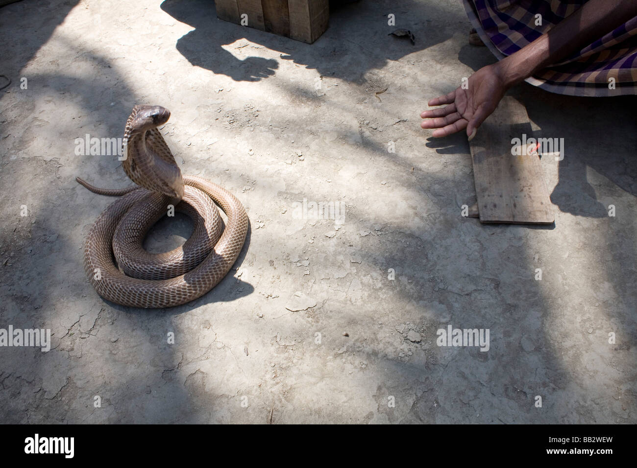 Daily Life in Bangladesh; a gypsy offers his hand to a Cobra snake ...