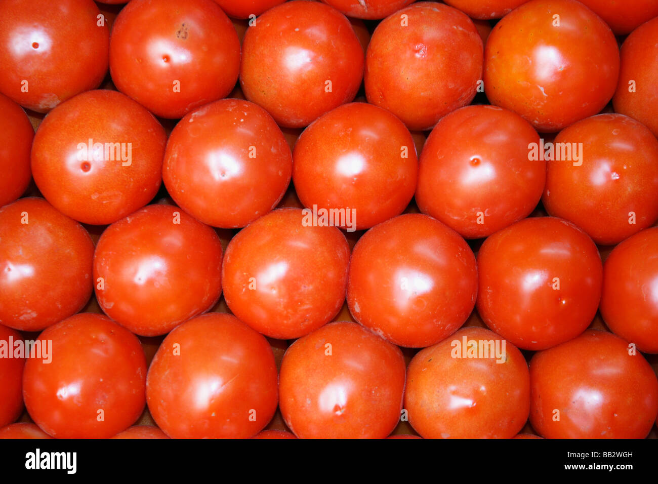 Tomato - is a typically red fruit Stock Photo - Alamy