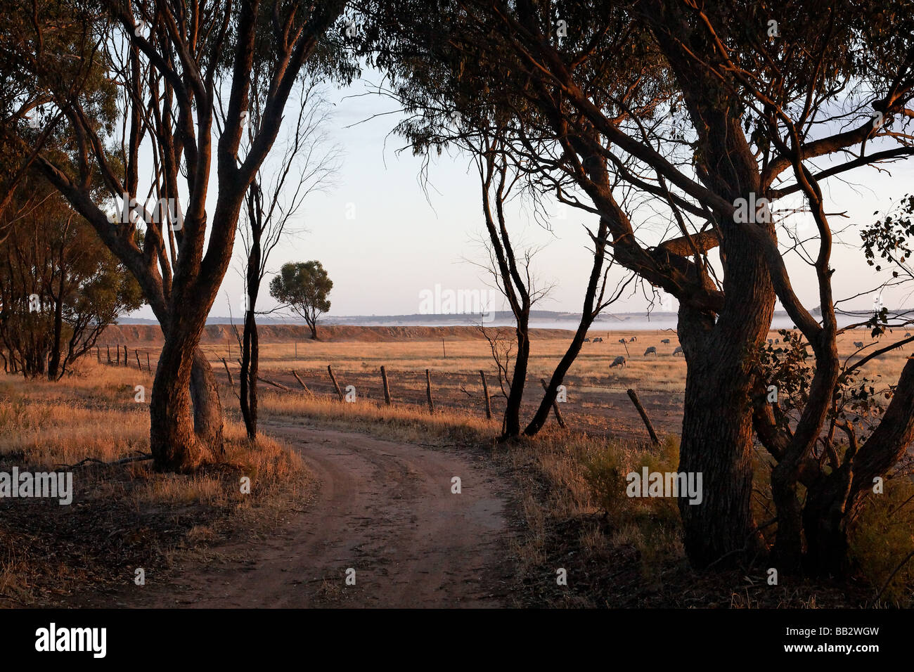 Australian Countryside Morning light Outback Stock Photo - Alamy