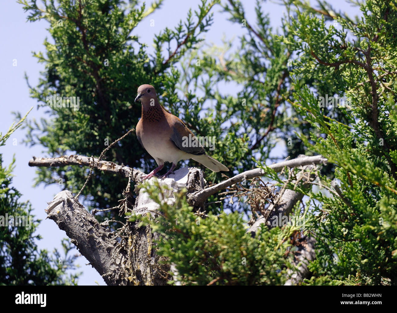 Dove building nest hi-res stock photography and images - Alamy