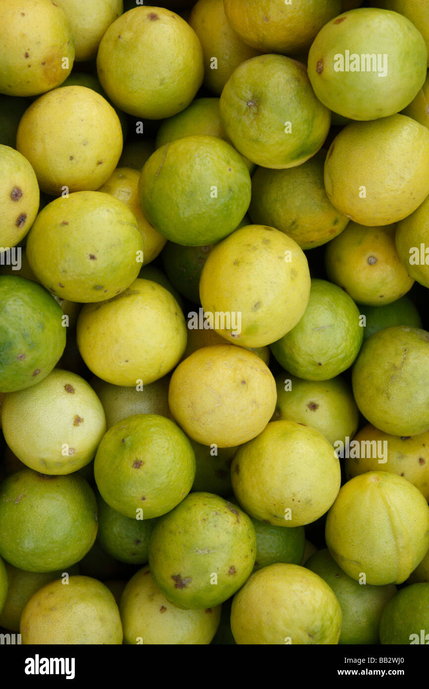 The lemon is the common name for Citrus limon Stock Photo - Alamy