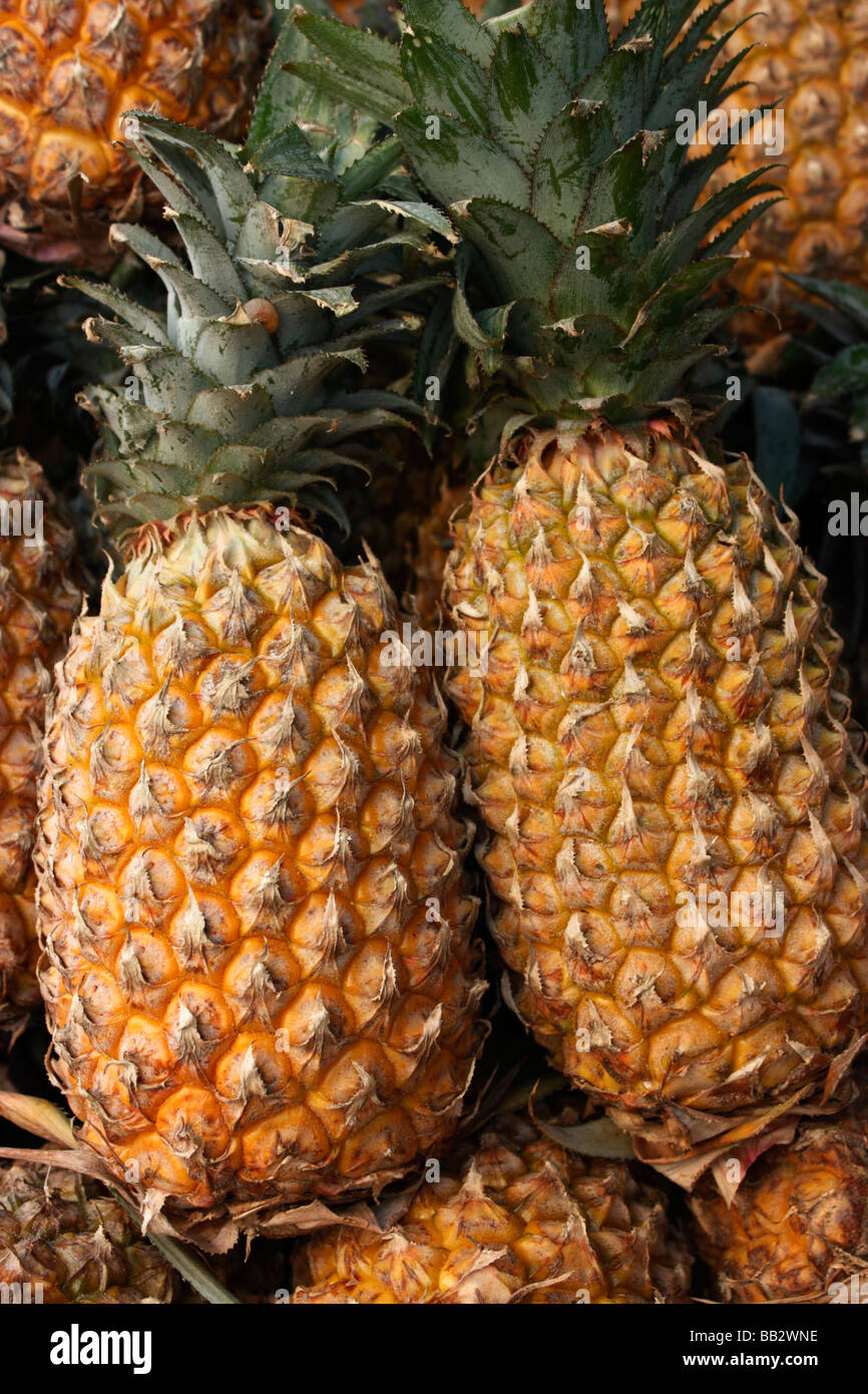Pineapple(Ananas )is a fruit native from southern part of Brazil and ...