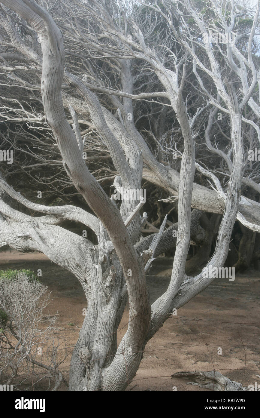 Wind swept trees sanded coastal wind Stock Photo - Alamy