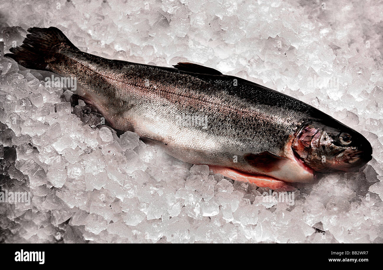 Trout on ice Stock Photo - Alamy