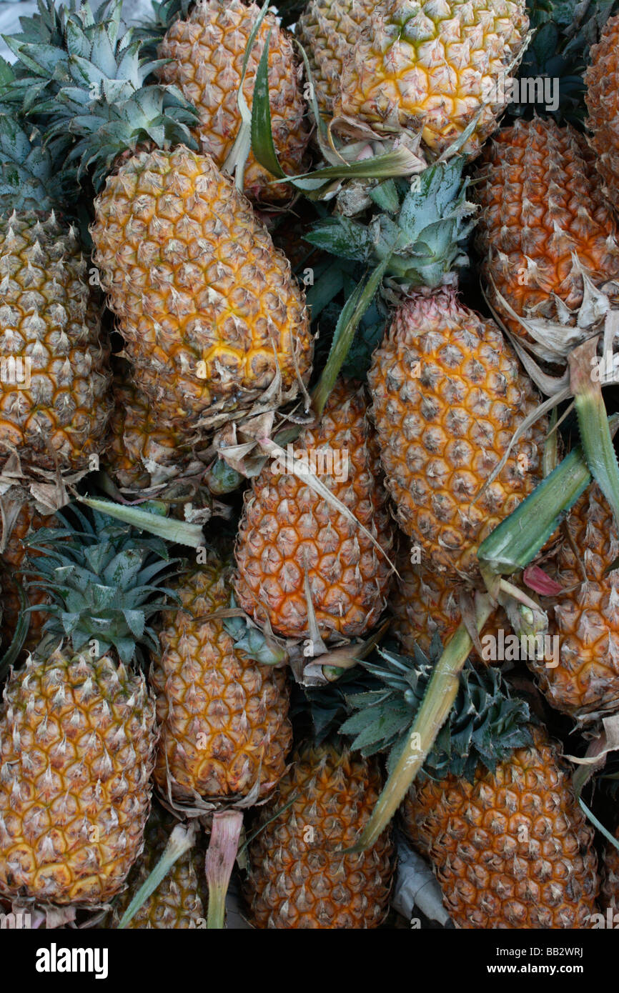 Pineapple(Ananas )is a fruit native from southern part of Brazil and ...