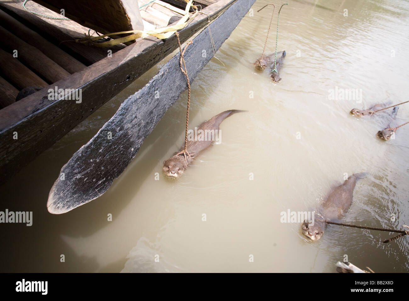 Daily Life in Bangladesh; trained, working otters on leashes work in ...