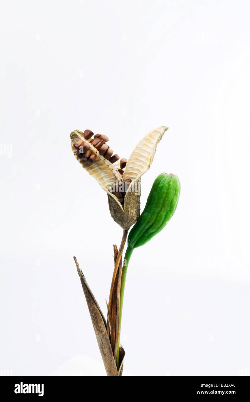 close up of open seed pod and seeds against white background Stock ...