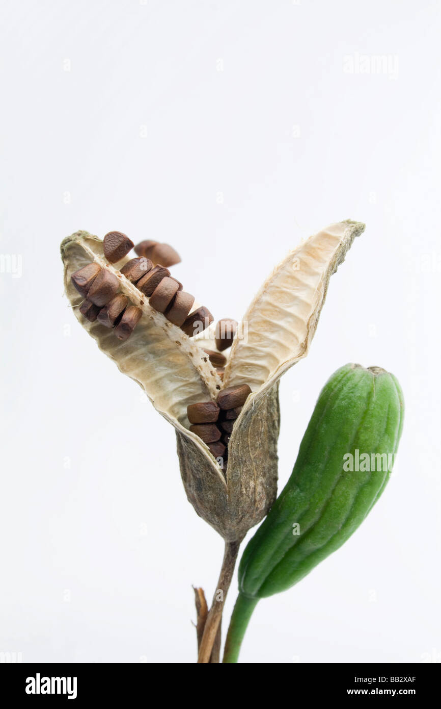 Seed life cycle hi-res stock photography and images - Alamy
